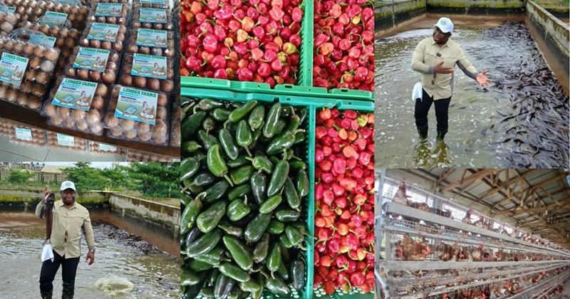 President Bio Harvests Farm Produce, Showcases Agricultural Self-Reliance